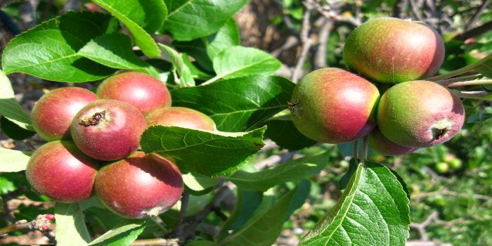Rippon Lea Estate | National Trust Victoria
