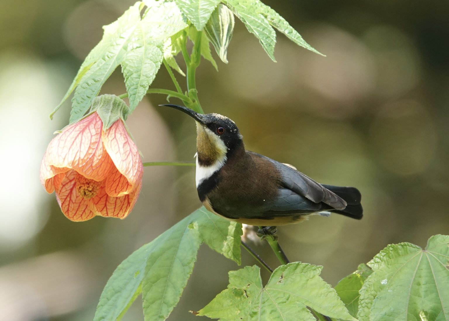 Vote Now – Rippon Lea Estate Bird Photography Competition | Rippon Lea ...